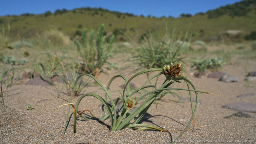 Flora | Lesvos Geopark